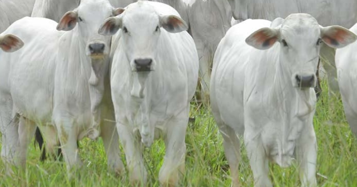 Novilha é furtada e abatida no interior de Colatina. Ladrões levaram os ...